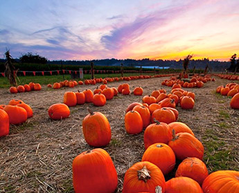 Picha Farms' Pumpkin patch in Puyallup, WA